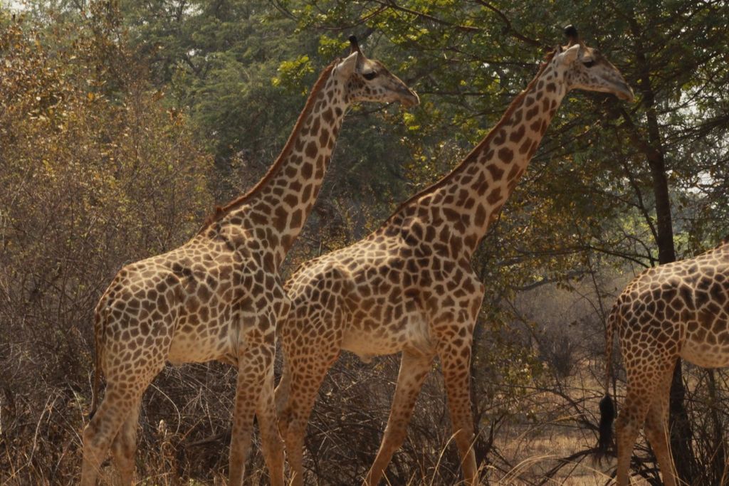 Wildbook for Giraffe