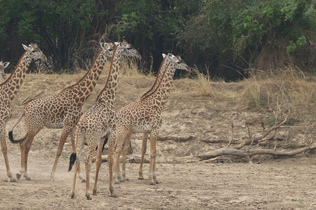 Wildbook for Giraffe